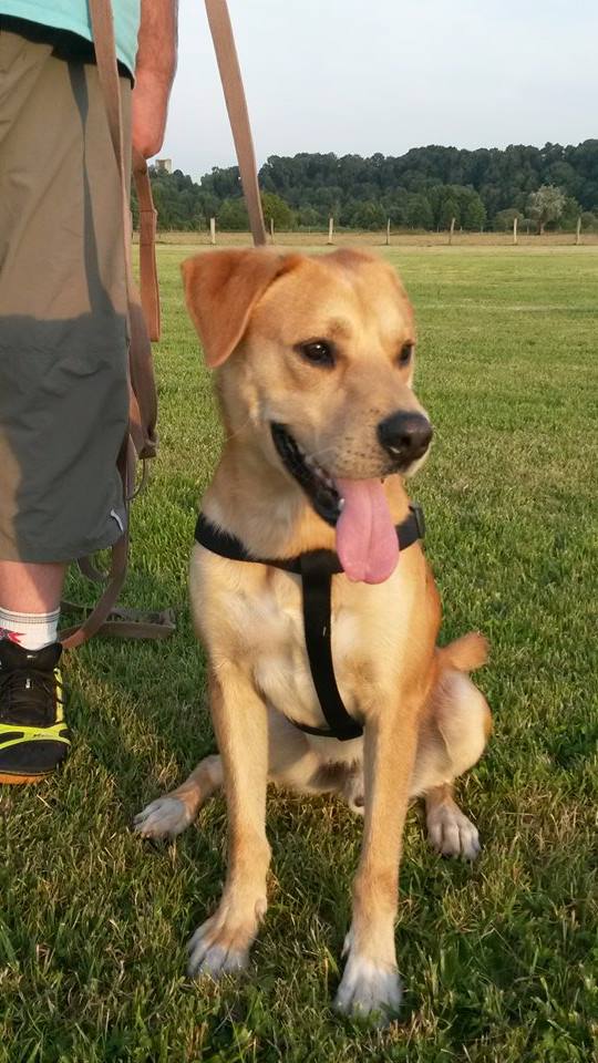 celiac recipes: Junior, jeune mâle Labrador croisé malamute
