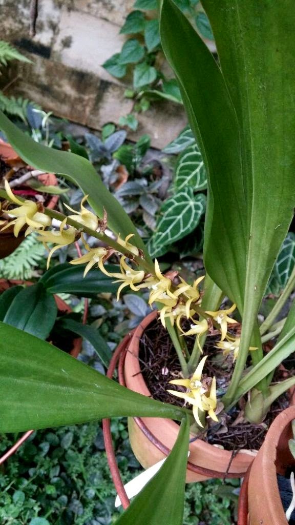 jnokitchen: ANGGREK ERIA JAVANICA