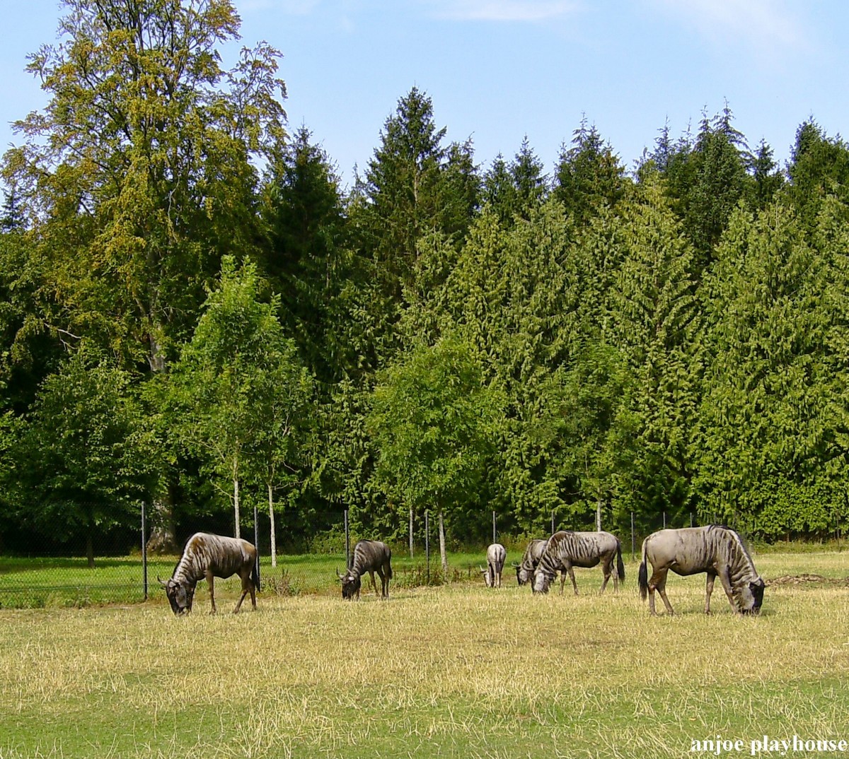 LOLLAND FOTOS: KNUTHENBORG SAFARIPARK