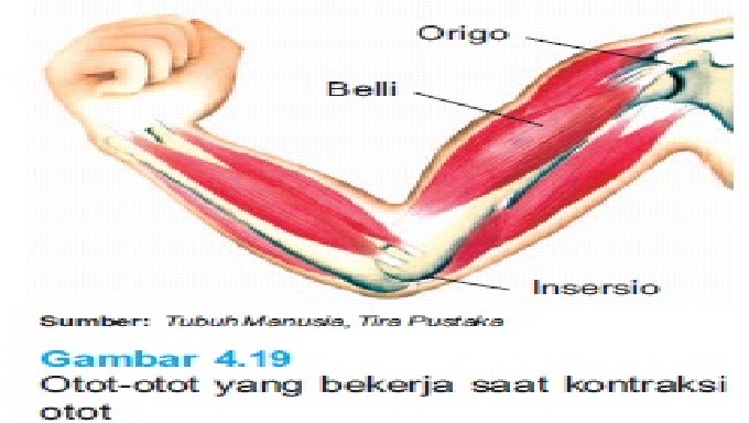BioFunLearNaomi: Sistem gerak (bag 2)