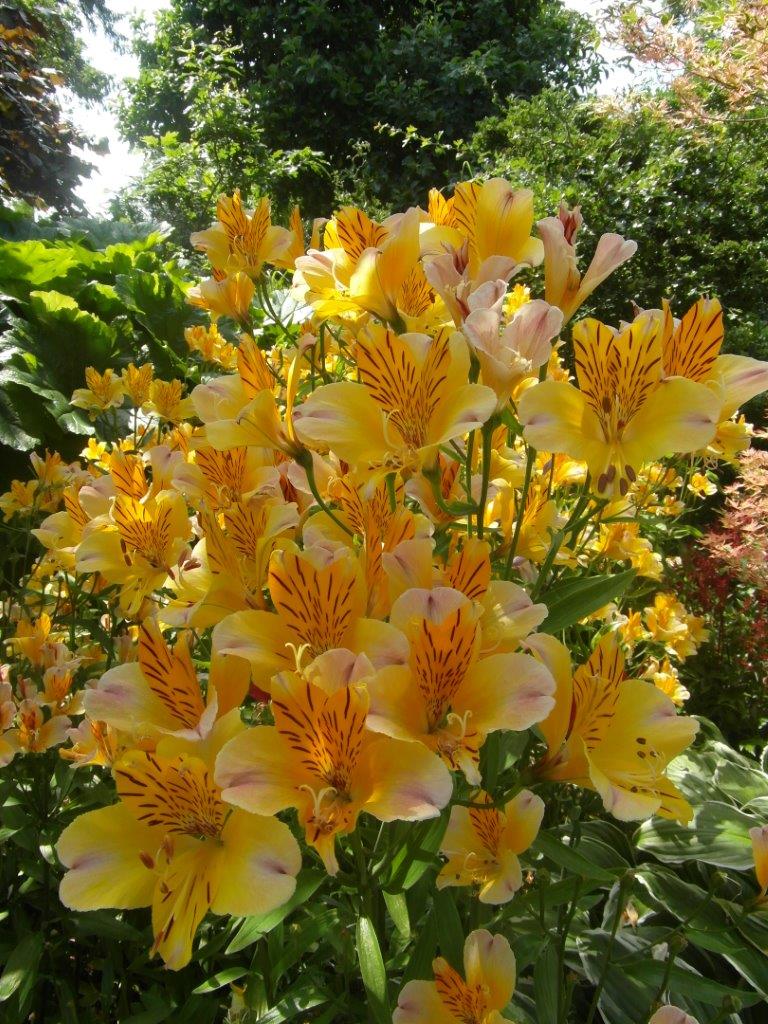 A View From Rural Wales: Peruvian Lilies