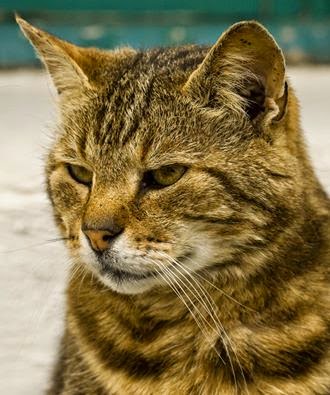 reservoir cats: Fair Isle cat says "bring it"