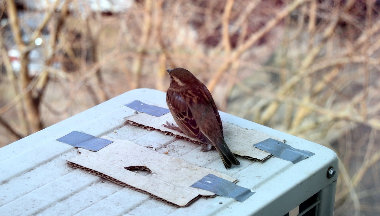 Frumusetile naturii: Vrabia de casa (Passer domesticus)