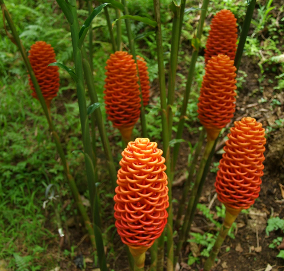 PLANT FAMILIES OF PUERTO RICO AND FLORIDA PAPO VIVES: ZINGIBERACEAE ...
