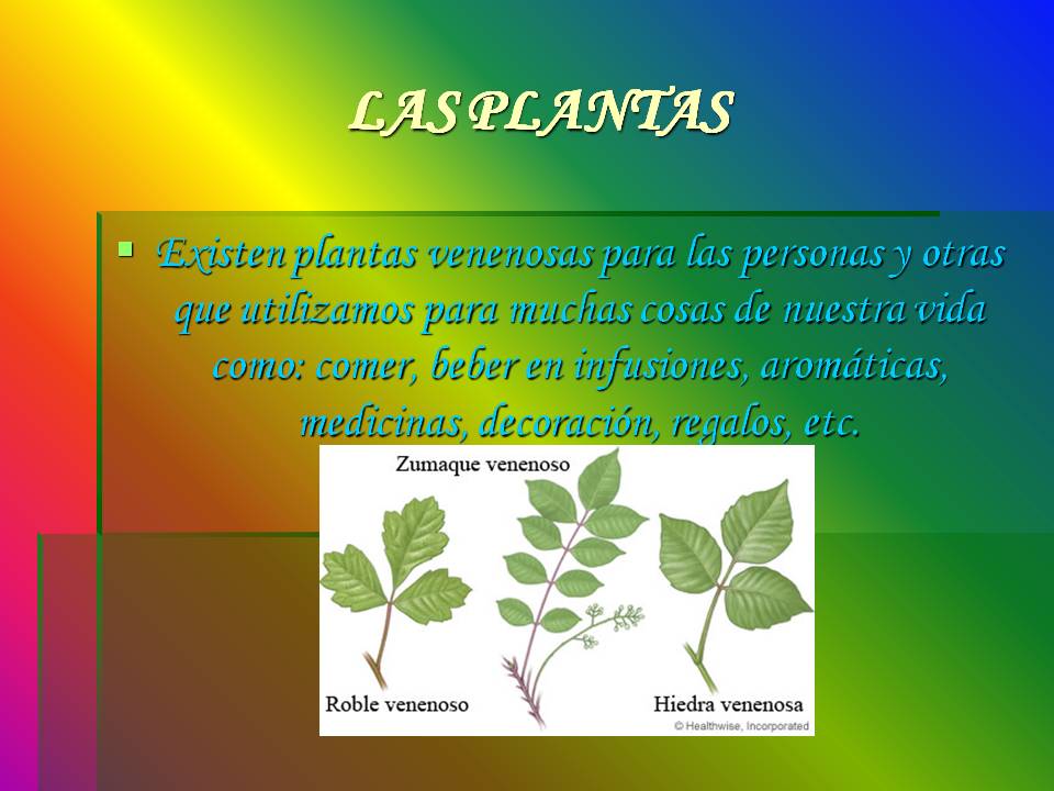 Cosas de niños para la escuela: TODO SOBRE LAS PLANTAS