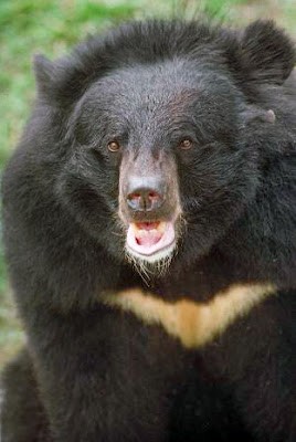 Living with Nature - School on Blog by Dr. Abercio V. Rotor: Save the ...