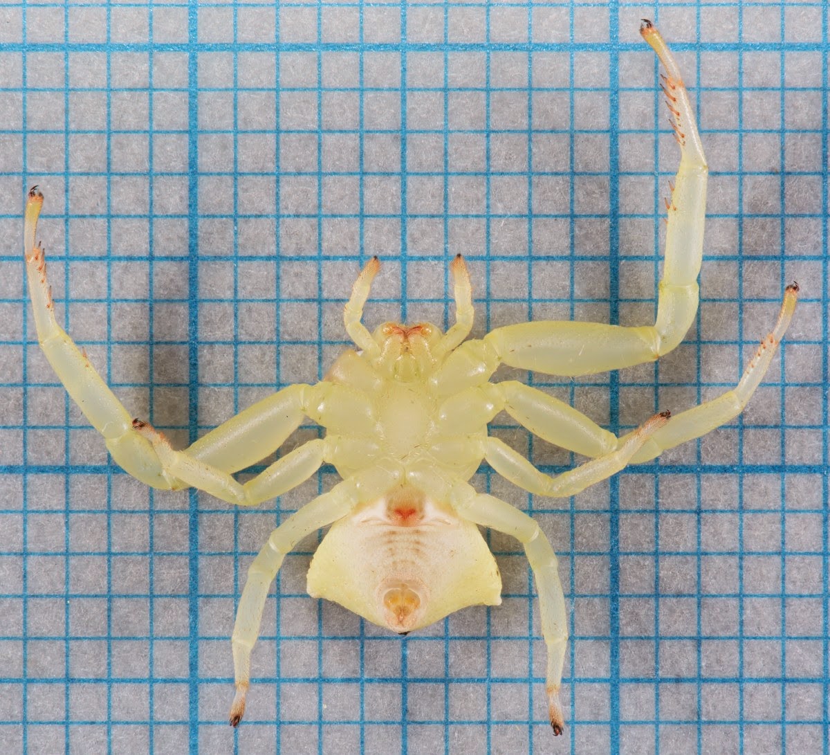 台灣蜘蛛圖片資料: 三角蟹蛛 Thomisus labefactus Karsch, 1881