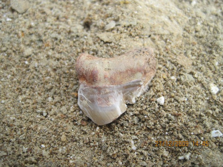 Biodiversity of Cyprus by NGO Protection of the Natural Heritage and ...