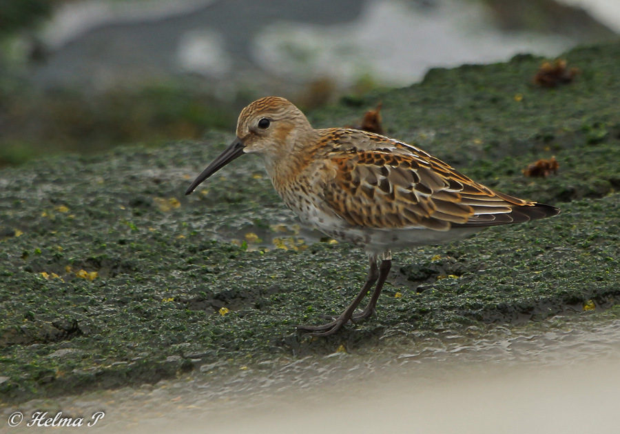 Helma's natuurfoto's: Bonte strandlopers.........
