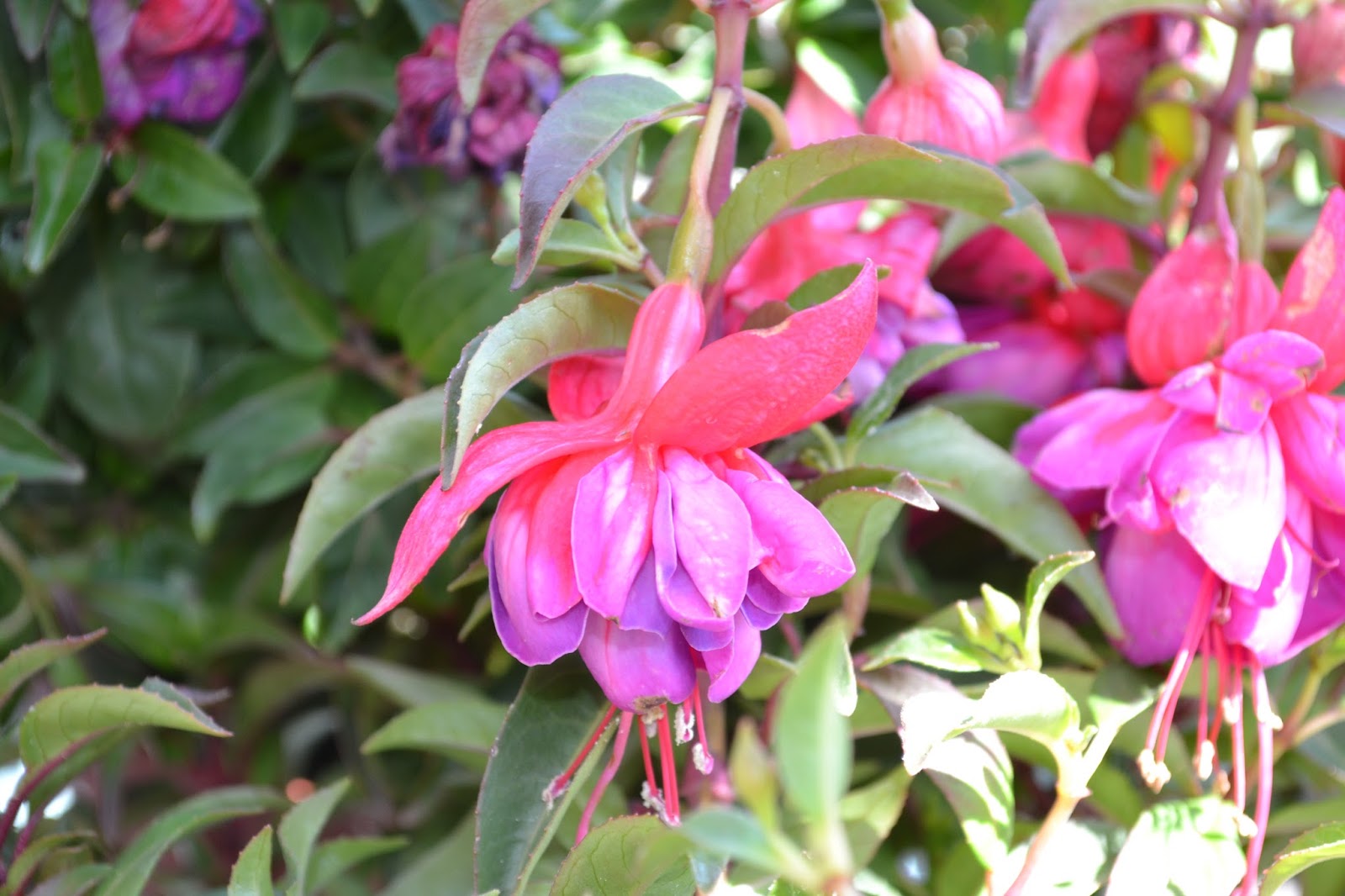 My Painted Garden: Painting Fuchsias