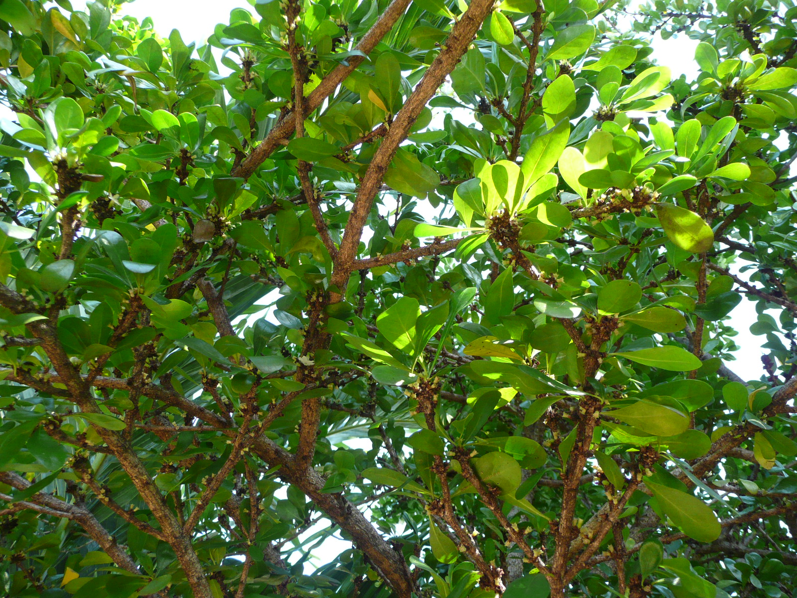 Gardening South Florida Style: White Indigo Berry Bush