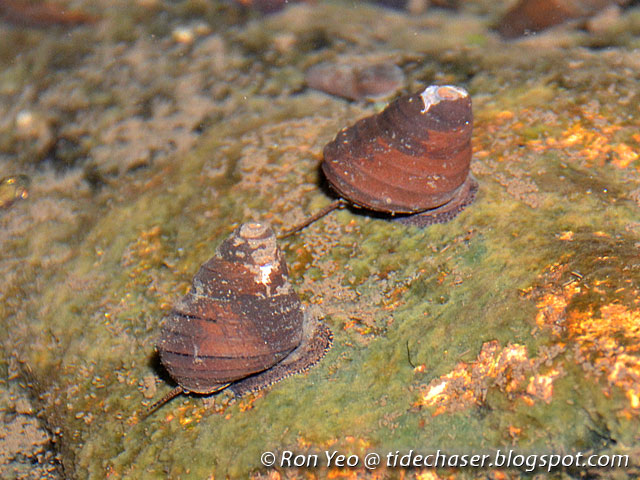 tHE tiDE cHAsER: Terrestrial & Freshwater Gastropods (Snails & Slugs ...