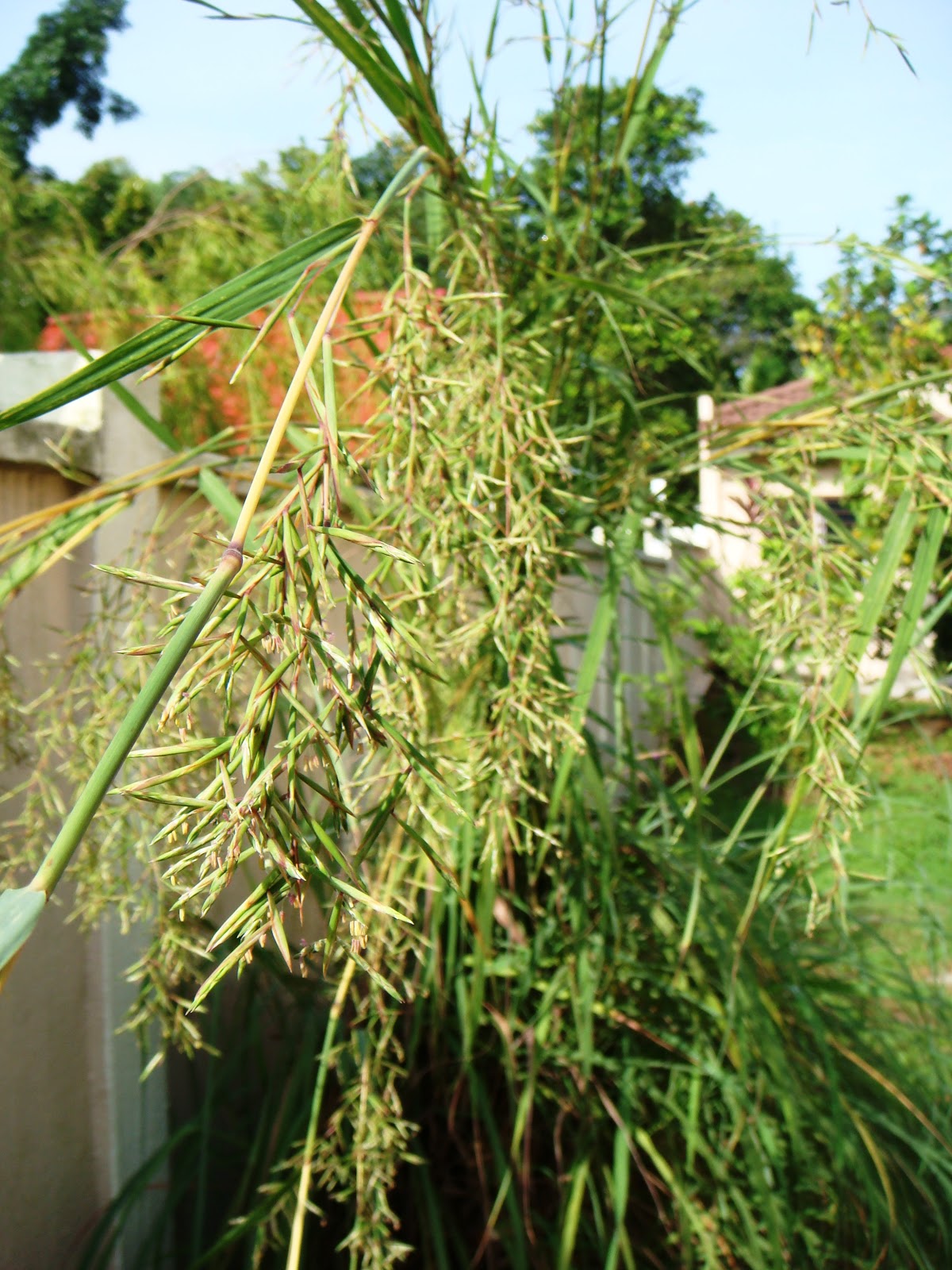 N U K I L A N: SERAI WANGI DENGAN BUNGANYA
