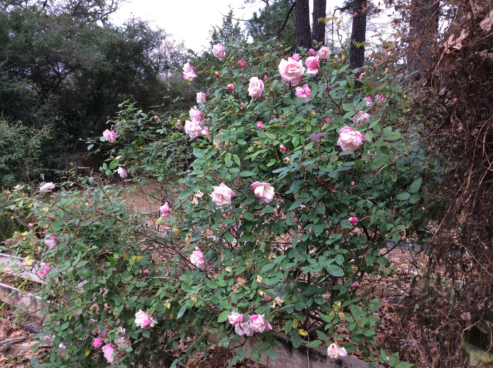 Lisa Bonassin's Garden: Madame Antoine Mari Rose December 12, 2015