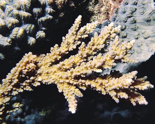 Batu Karang Coral ID Acropora Austera - CINTA LAUT