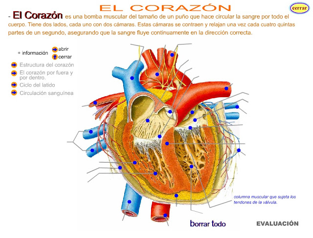 Ciencia, Tecnología y Ambiente en Santa Anita - 2°: Sesión: Sistema ...