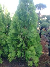 tukang pohon pucuk merah murah | LOVE GREEN