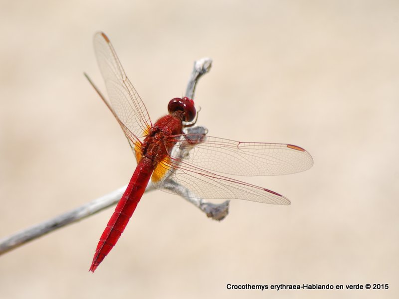 Hablando en verde: La libélula roja;Crocothemys erythraea