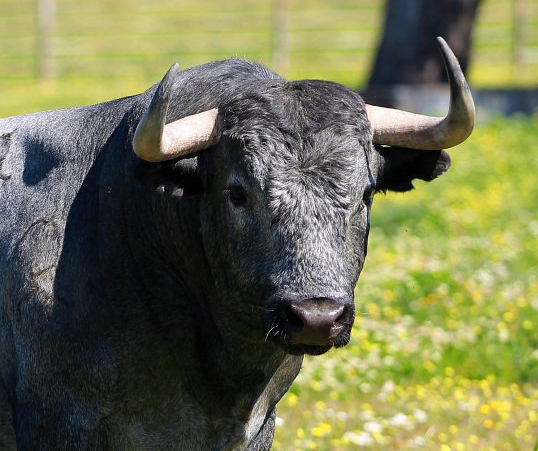 Toreo en Red Hondo: FERIA DE ABRIL, 2016 (3): VICTORINO PADRE, MÍREME A ...