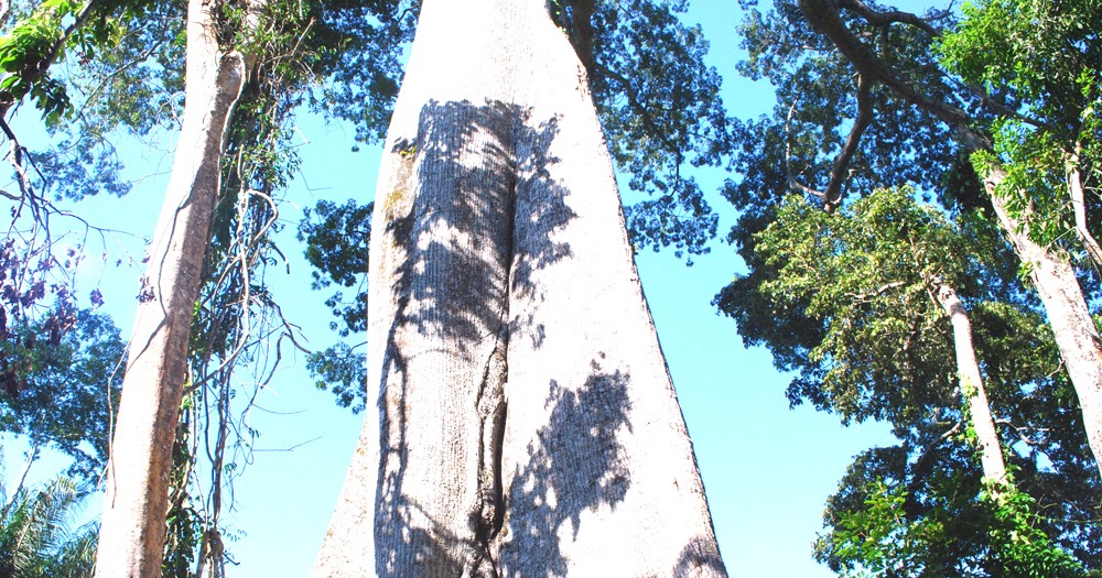 DePeru Blog: Mitos y leyendas de la Lupuna