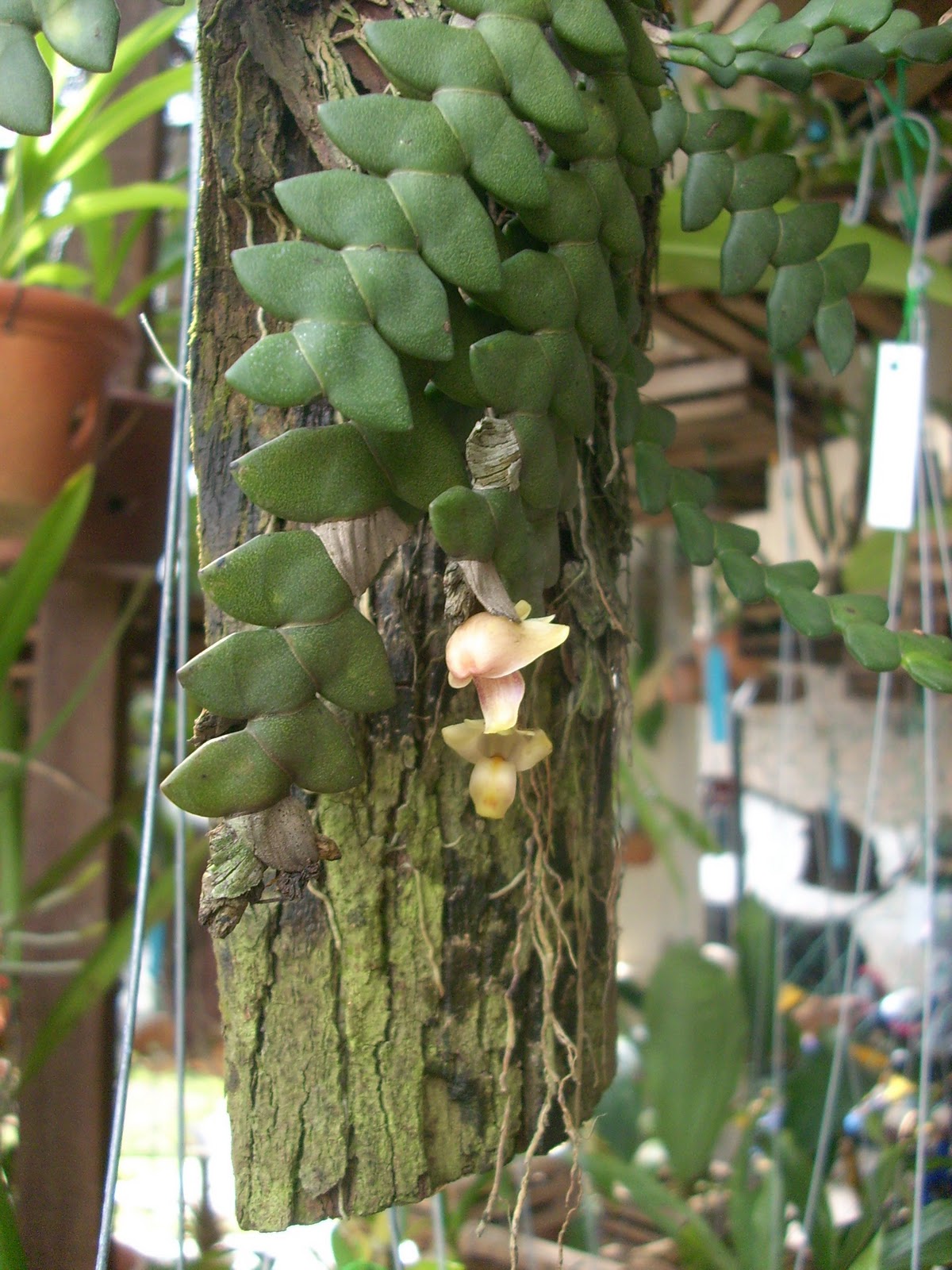 orchid69: Dendrobium Leonis