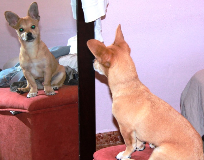 maria.fernandez.parrilla.animalista DIFUSION DE ANIMALES SIN HOGAR ...