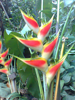 RESERVA NATURAL VICTORIA: EL PLATANILLO, BELLA FLOR TROPICAL