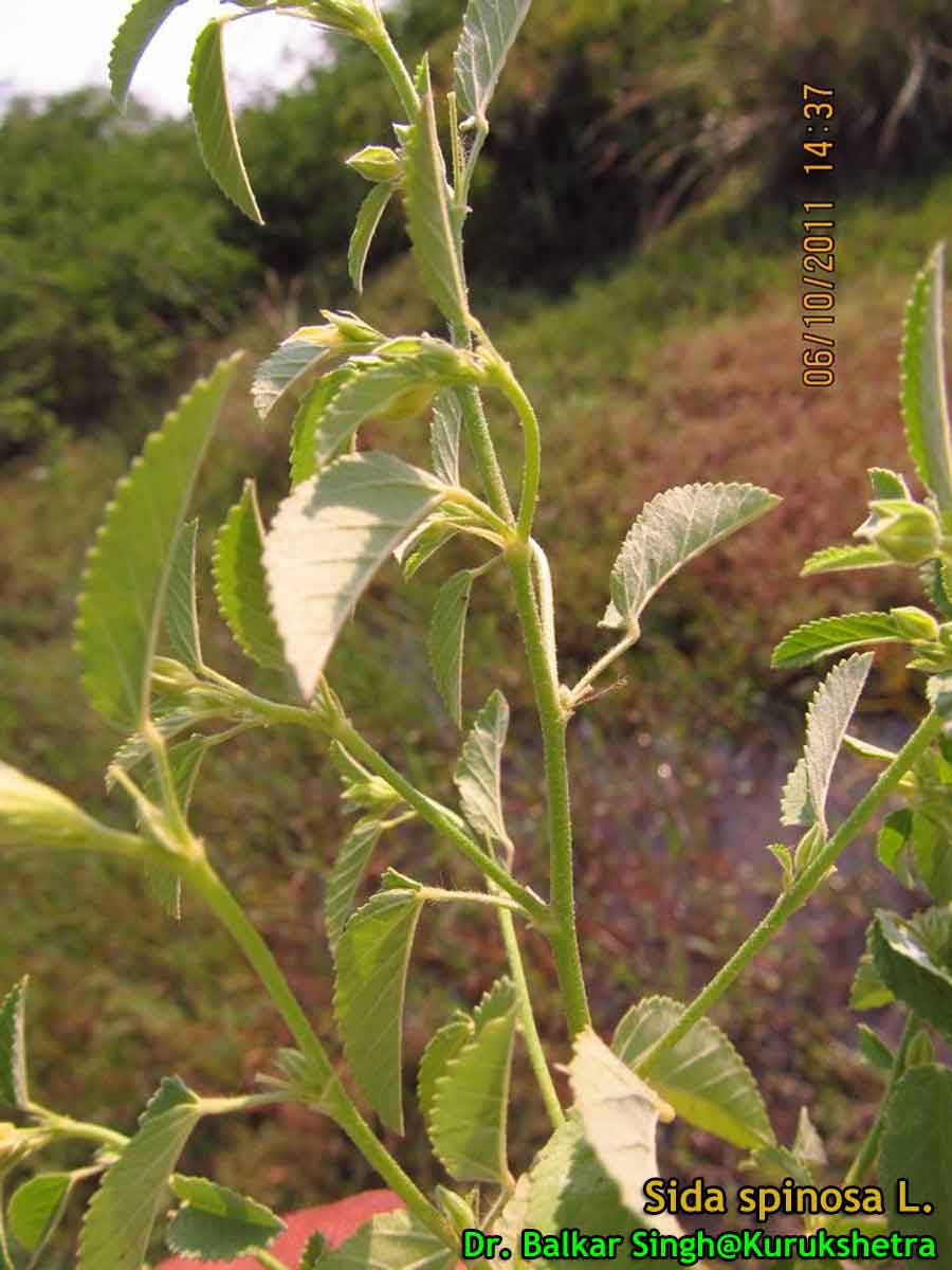 Medicinal Plants: Sida spinosa, Nagabala, Otasiida, prickly fanpetals ...