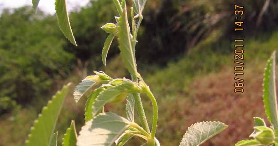 Medicinal Plants: Sida spinosa, Nagabala, Otasiida, prickly fanpetals ...
