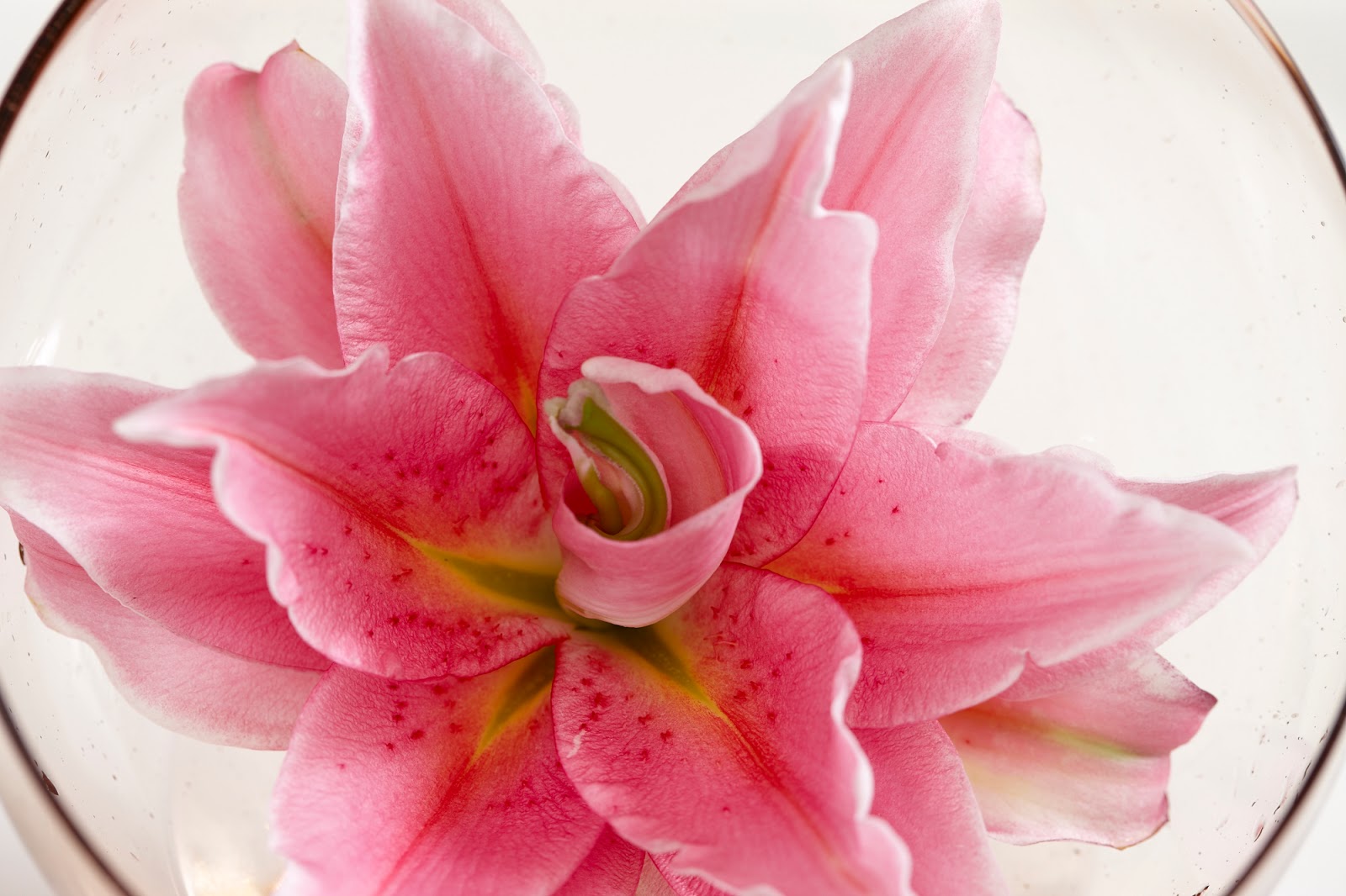 The Intricate World of Roselilies - Cultivation Of Crops