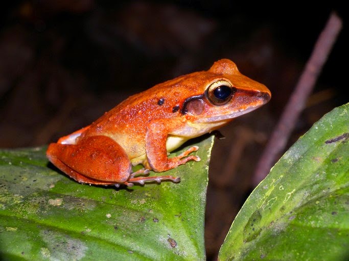 Importancia Ambiental De Los Anuros: Anuros