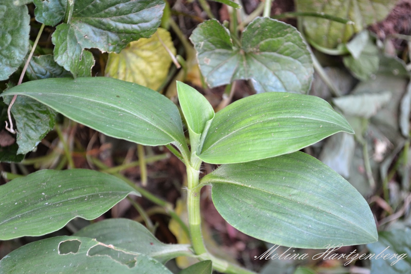 livingplantworld: Weed Family:Commelinaceae Subfamily:Commelinoideae ...