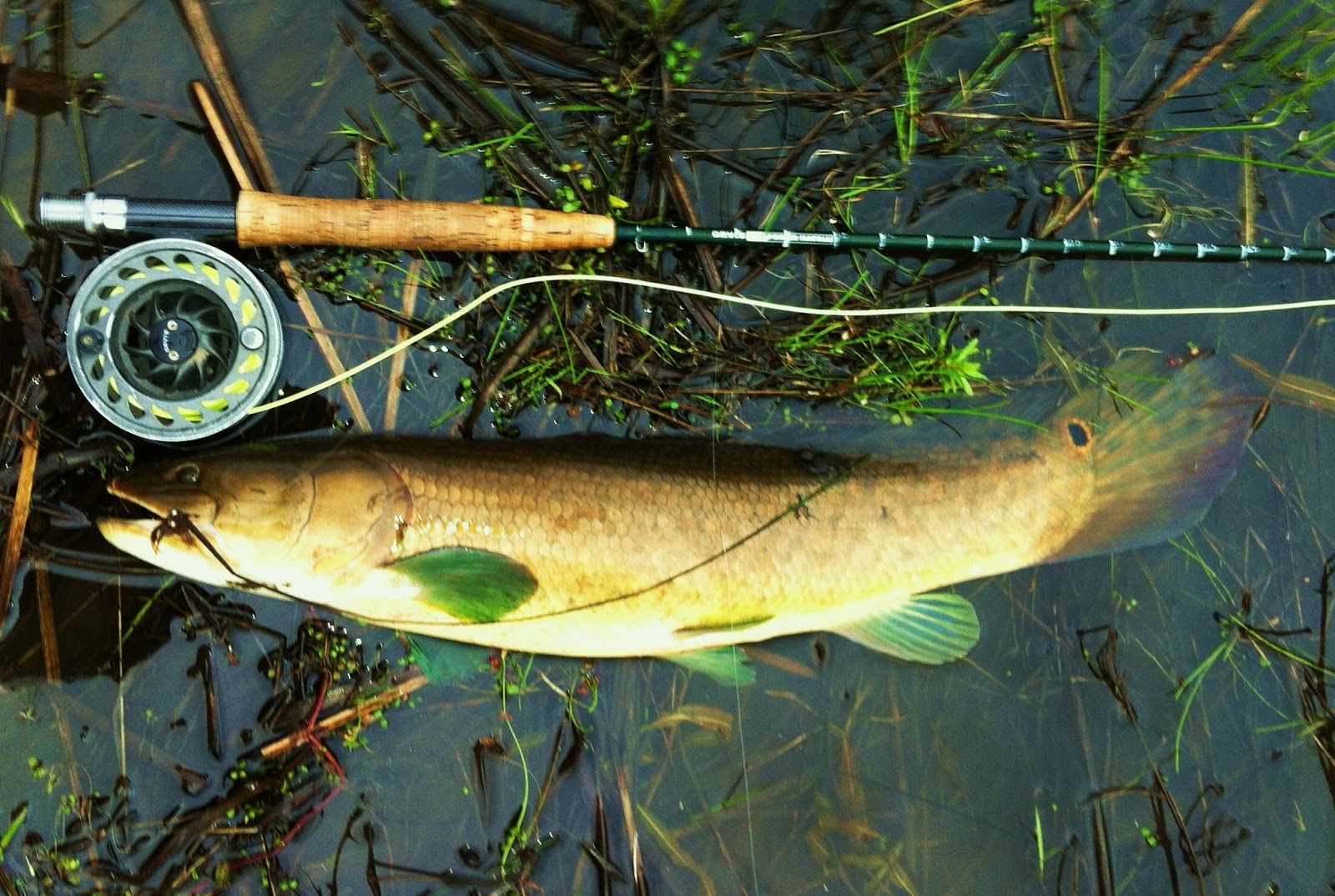 The Adventures and Musing of Drew Price, Angler: Spawning Bowfin