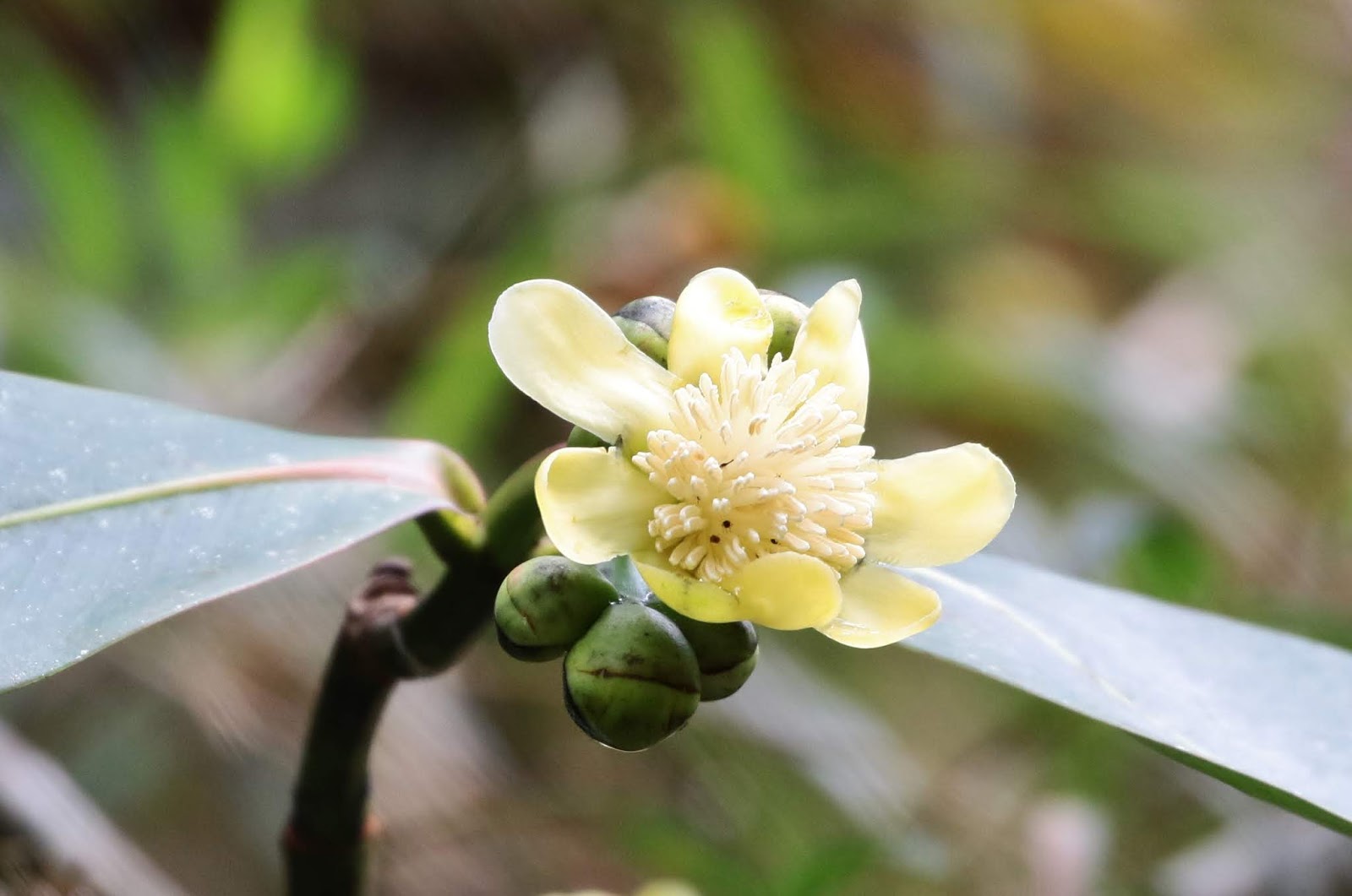 Nuestro bello mundo...: Pajareando en el Parque Nacional Macarao ...