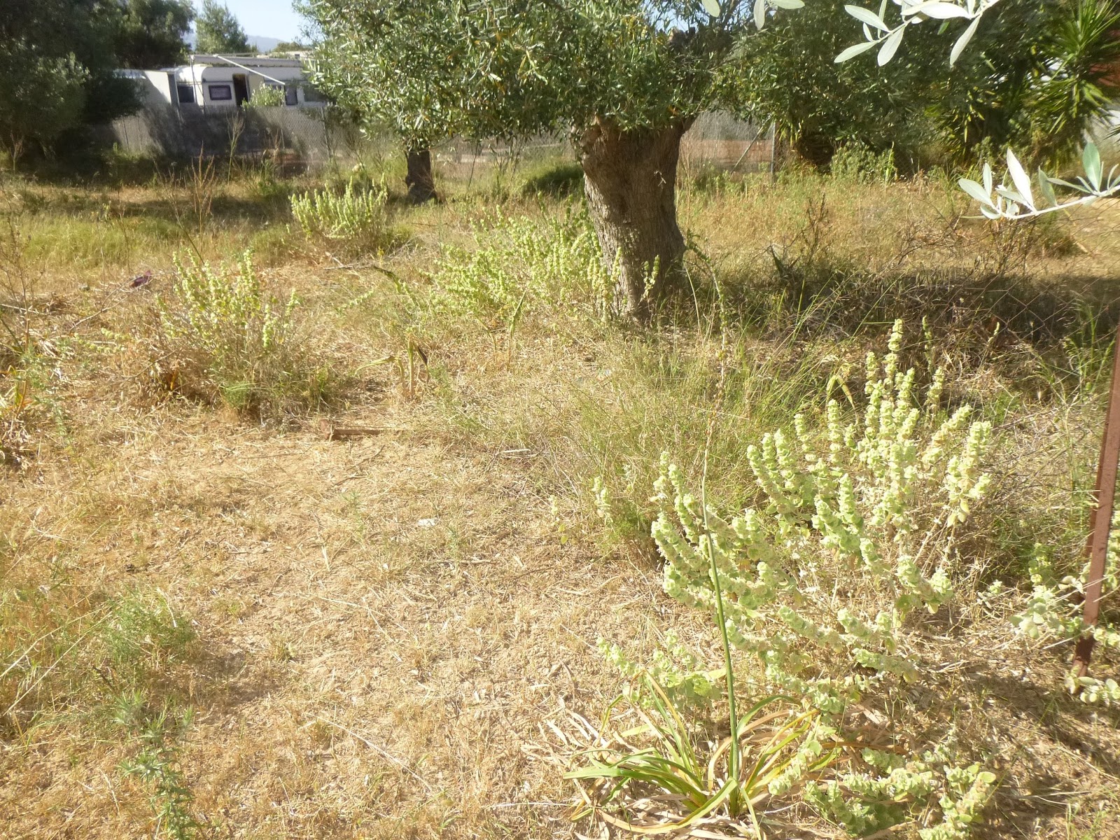 ΠΕΡΙΒΑΛΛΟΝ ΥΓΕΙΑ ΟΙΚΟΛΟΓΙΑ: 3 ΦΥΤΑ ΣΤΗ ΛΟΥΤΣΑ (Βραυρώνα**). ΑΦΑΝΑ ή ...