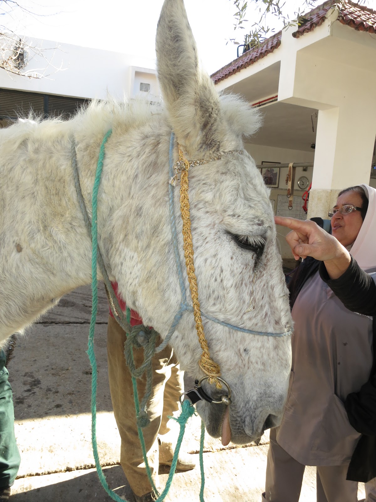 The American Fondouk, Fez, Morocco: Translation Please!