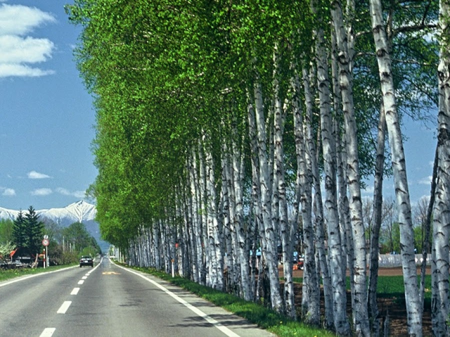 Breza - ljekovita svojstva