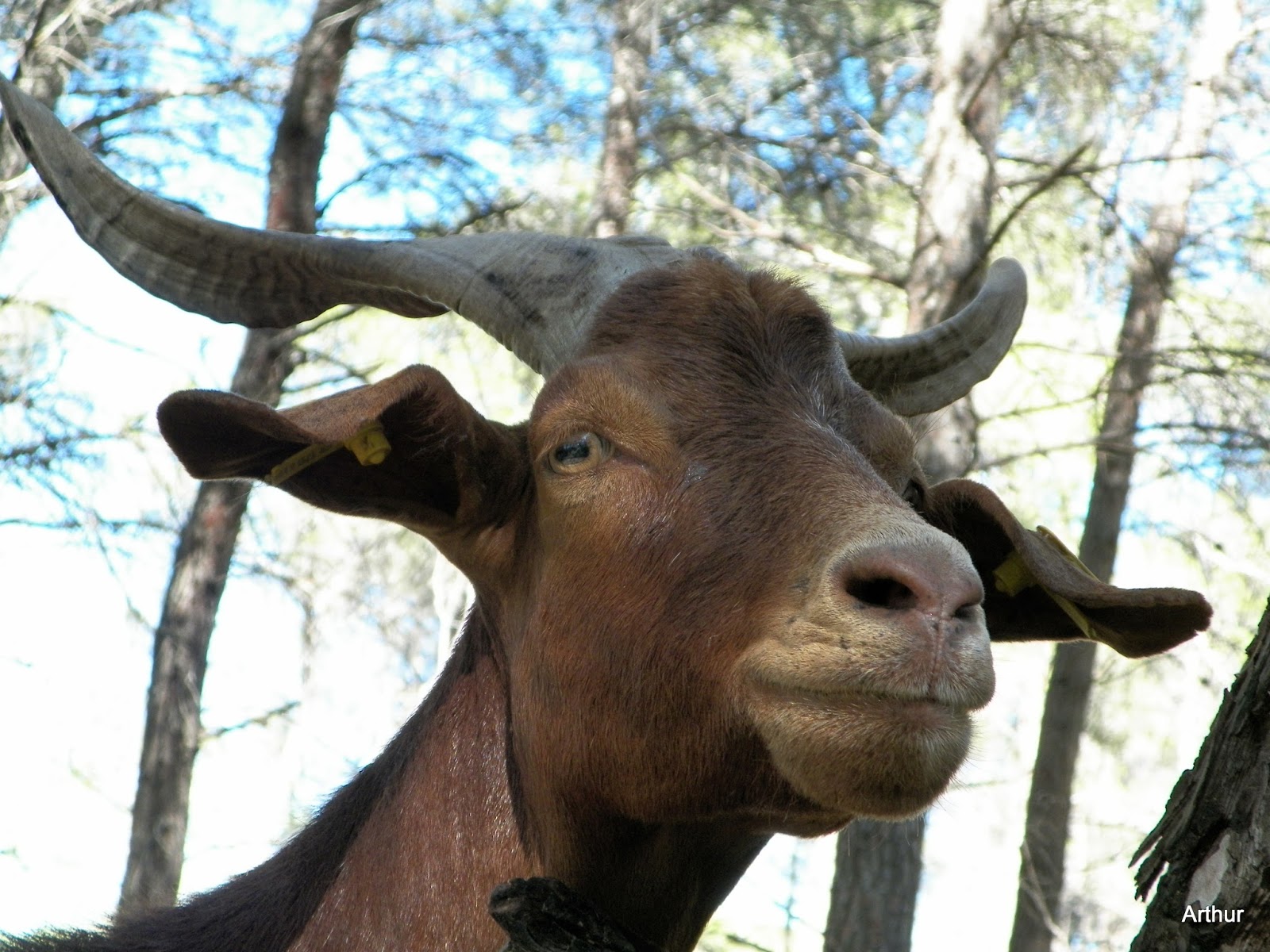 Photos du promeneur: Les chèvres de Rove