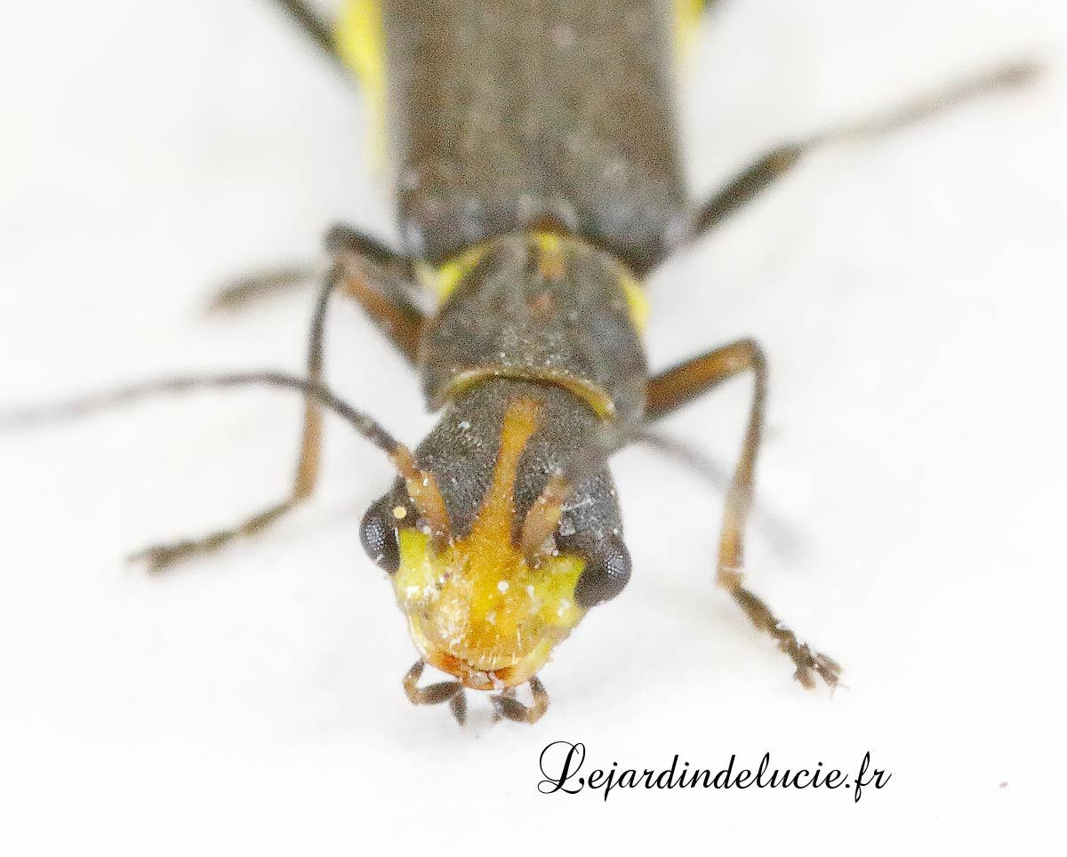 Malthinus scriptus, petit coléoptère de la famille des Cantharides.