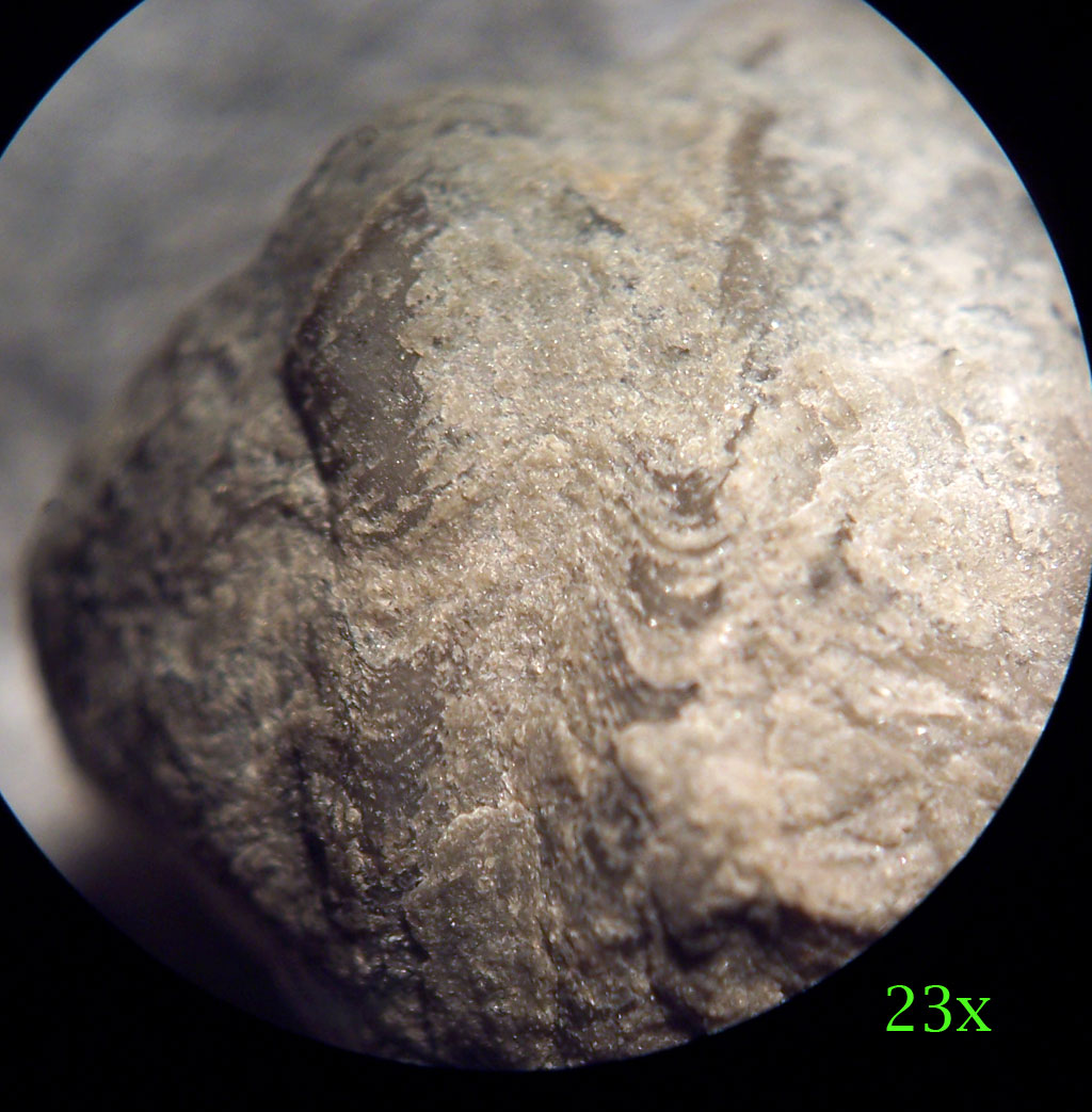 Louisville Fossils and Beyond: Spirifer (Delthyris) crispus simplex