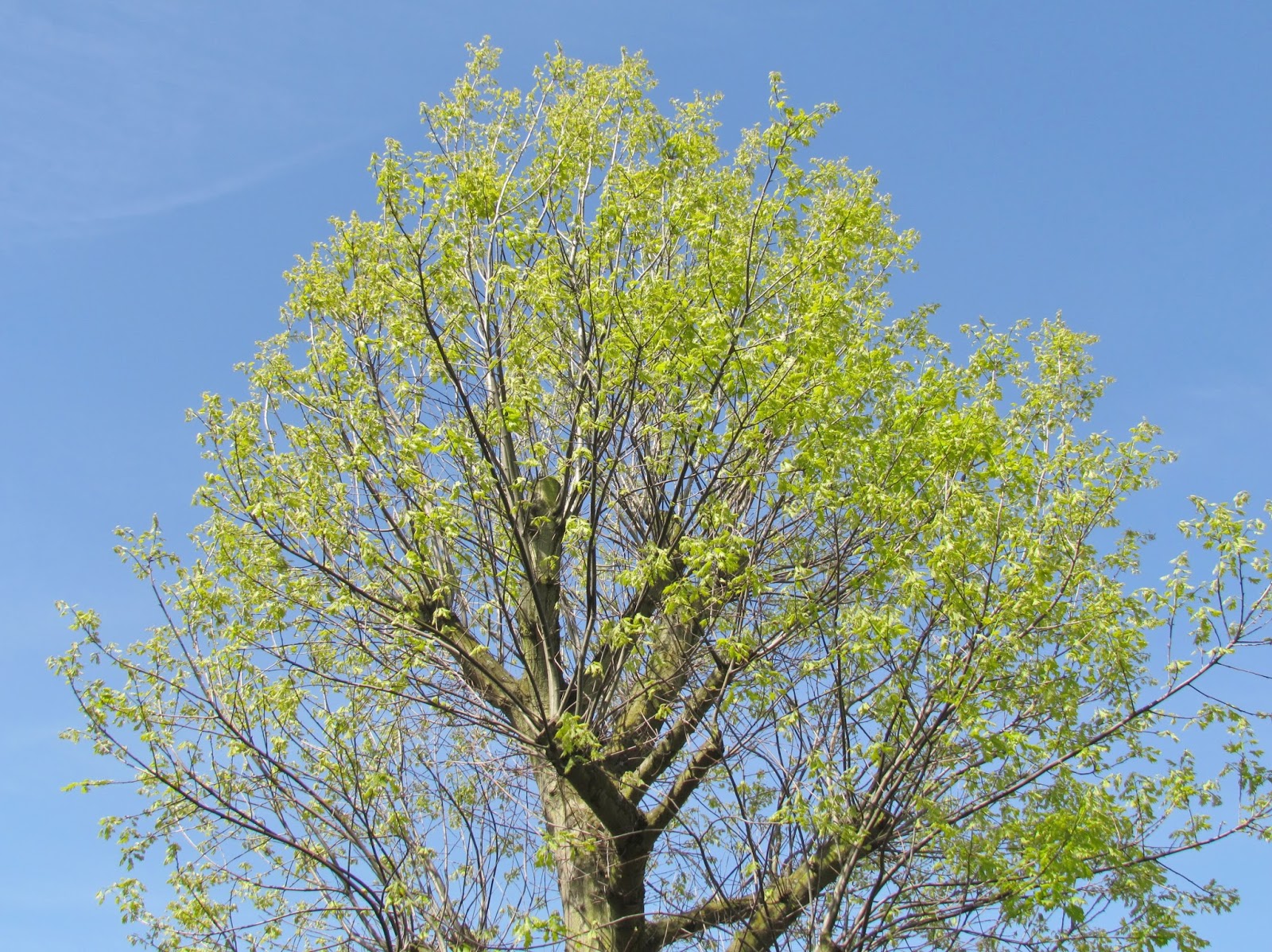 NATUUR mijn PASSIE - NATURE and POETRY: BLAUWsel BLAUW