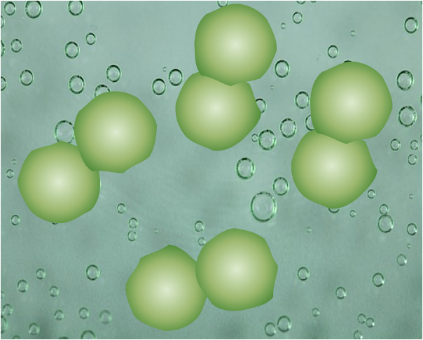 Bacterias: Clases de bacterias