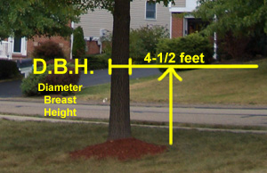 Basic value of trunk size | 樹沃客樹藝