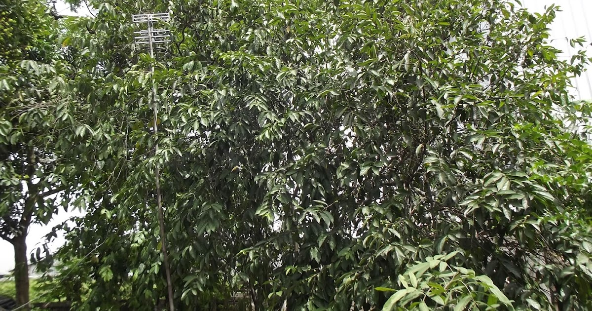 Buah Rukem | warta cikupa