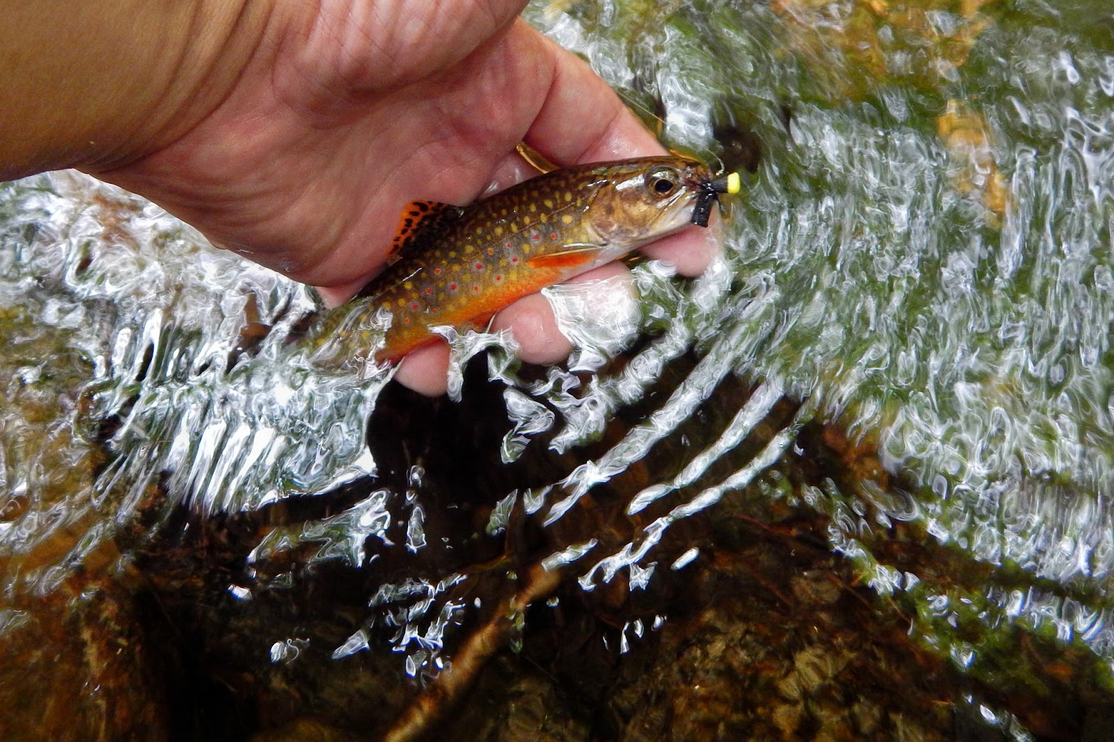 Small Stream Reflections: Wild brook trout, and a glass rod.