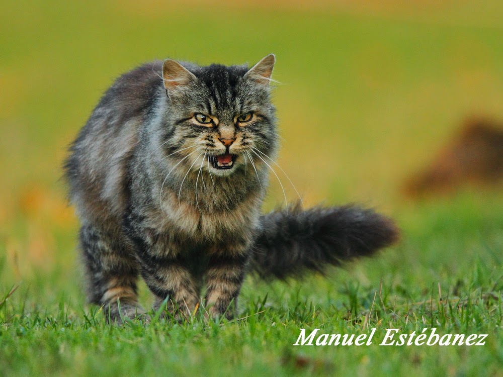 Miradas Cantábricas: ¿Gato cimarrón o híbrido con gato montés?