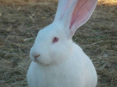 Digital Tibetan Buddhist Altar: Rabbit Rescue Revisited