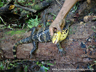 10 Exotic Foods in the Philipines: ADOBONG BAYAWAK