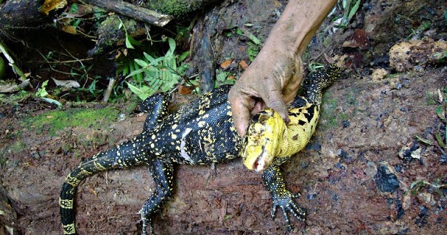 10 Exotic Foods in the Philipines: ADOBONG BAYAWAK