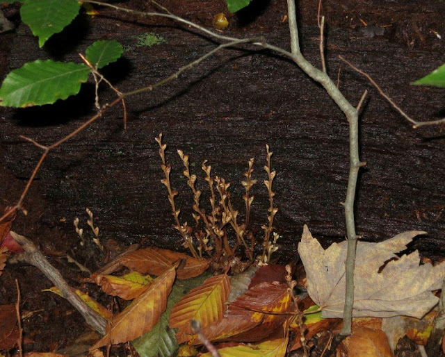 Around the Bend: Big Trees and Small Parasites